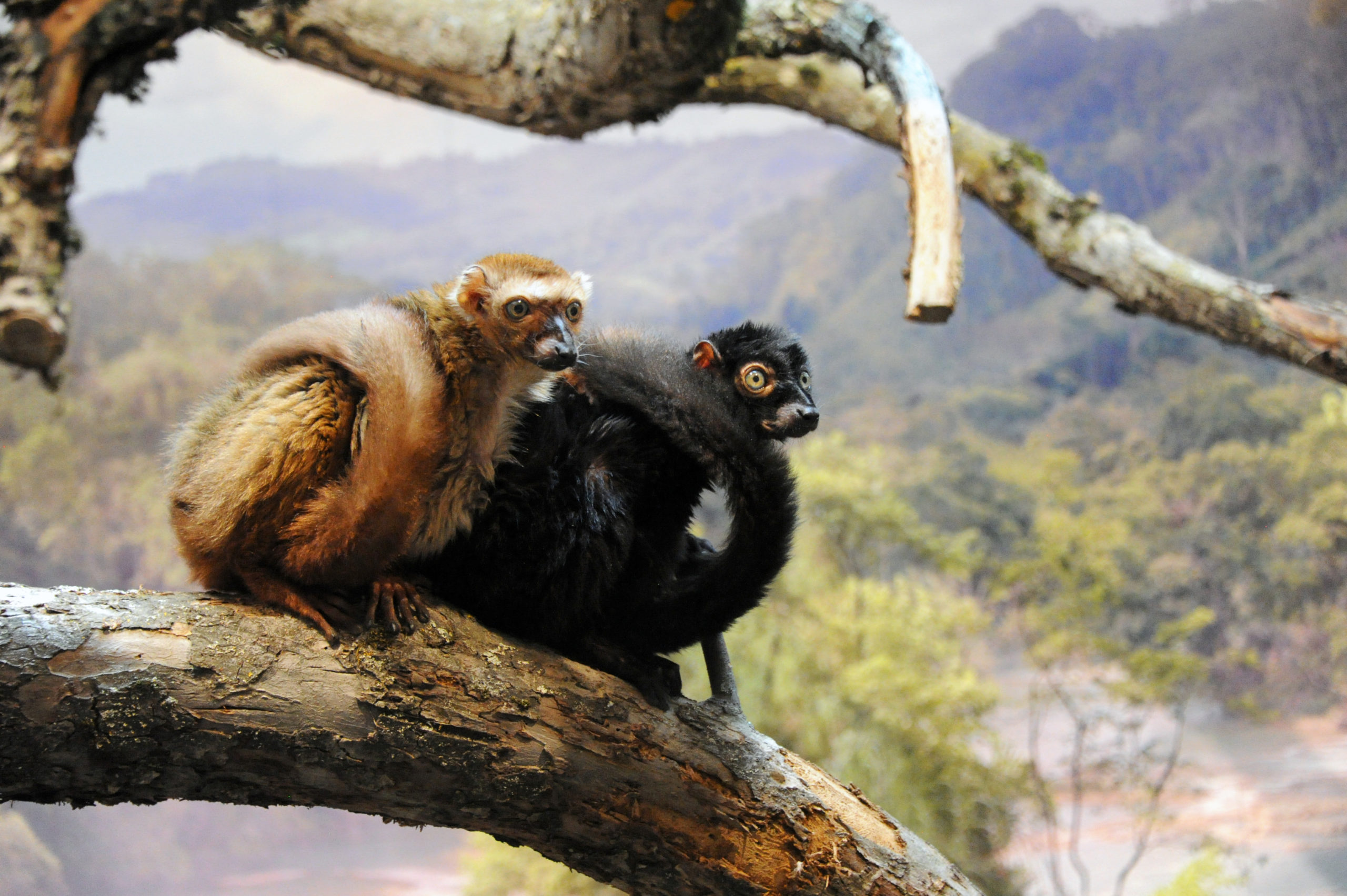 ZOO SERVION | Instant Canin